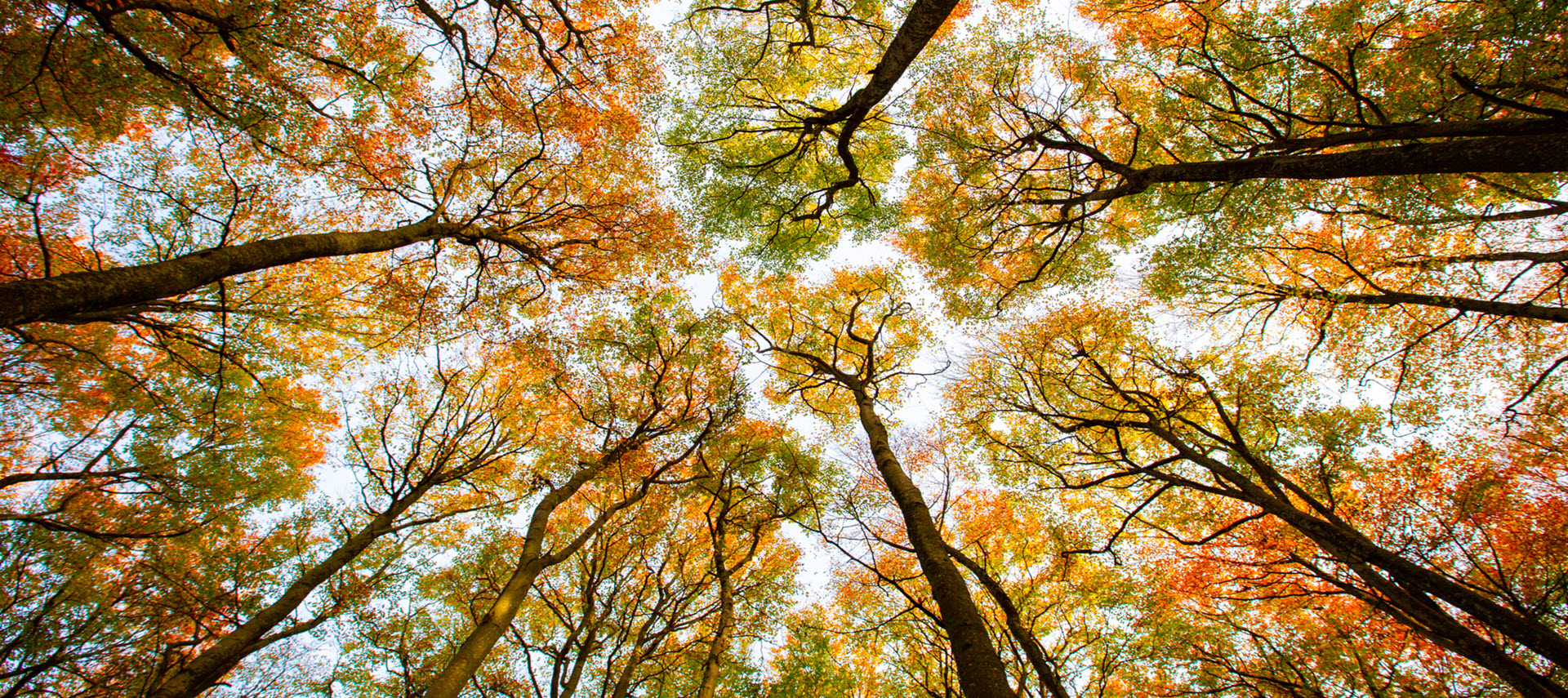 En matière de convergence IP/optique : savez-vous reconnaître l’arbre ...